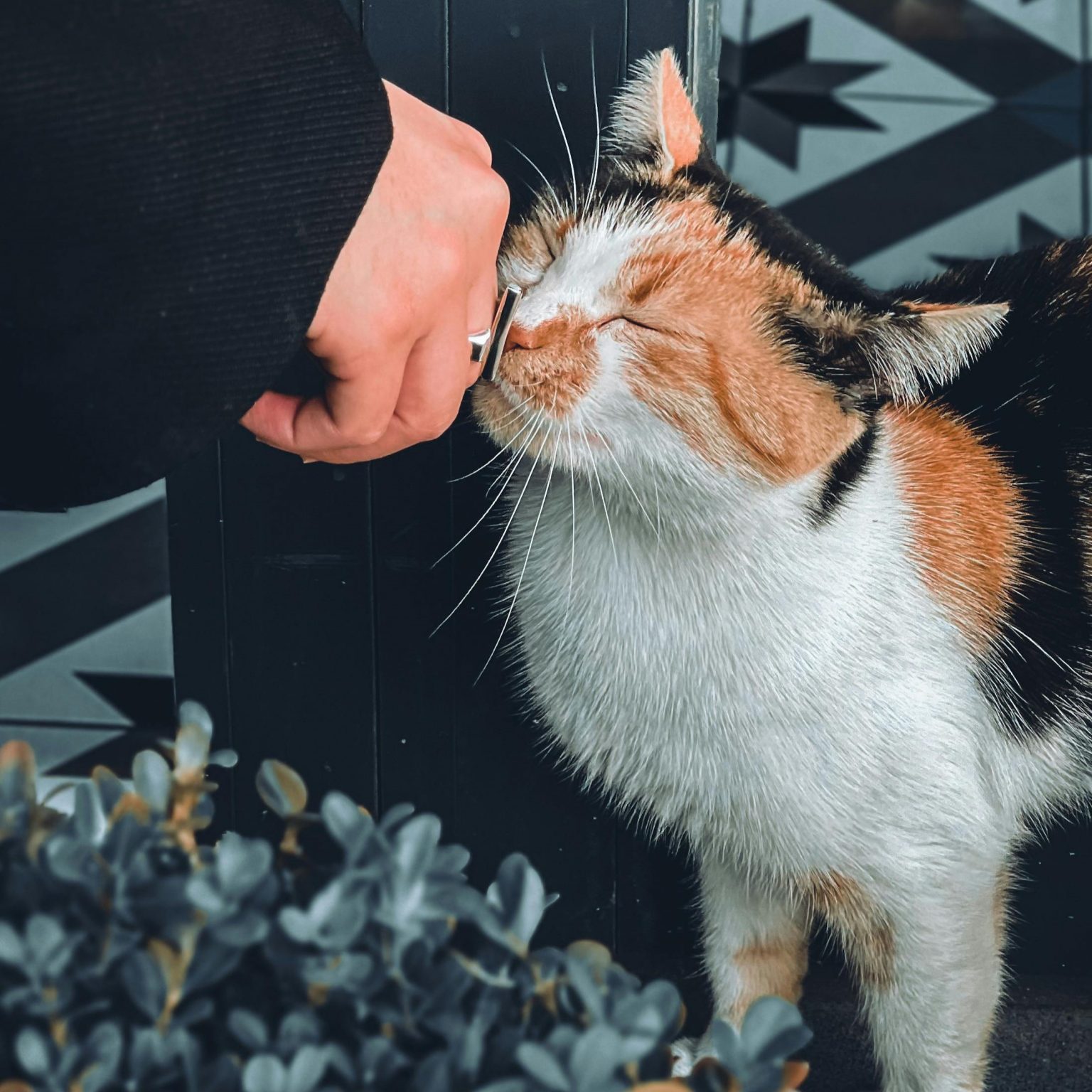 Gatas calico: características cuidados y curiosidades de esta peculiar ...