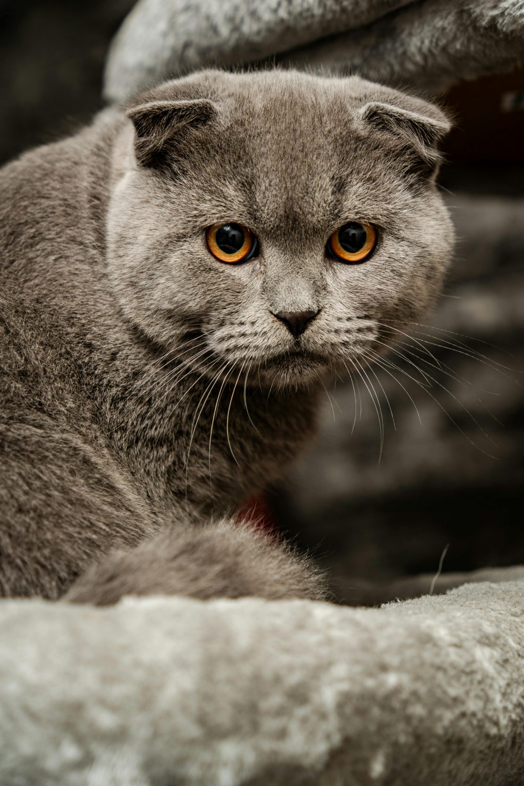 Gato British Shorthair: Características cuidados y curiosidades de esta ...