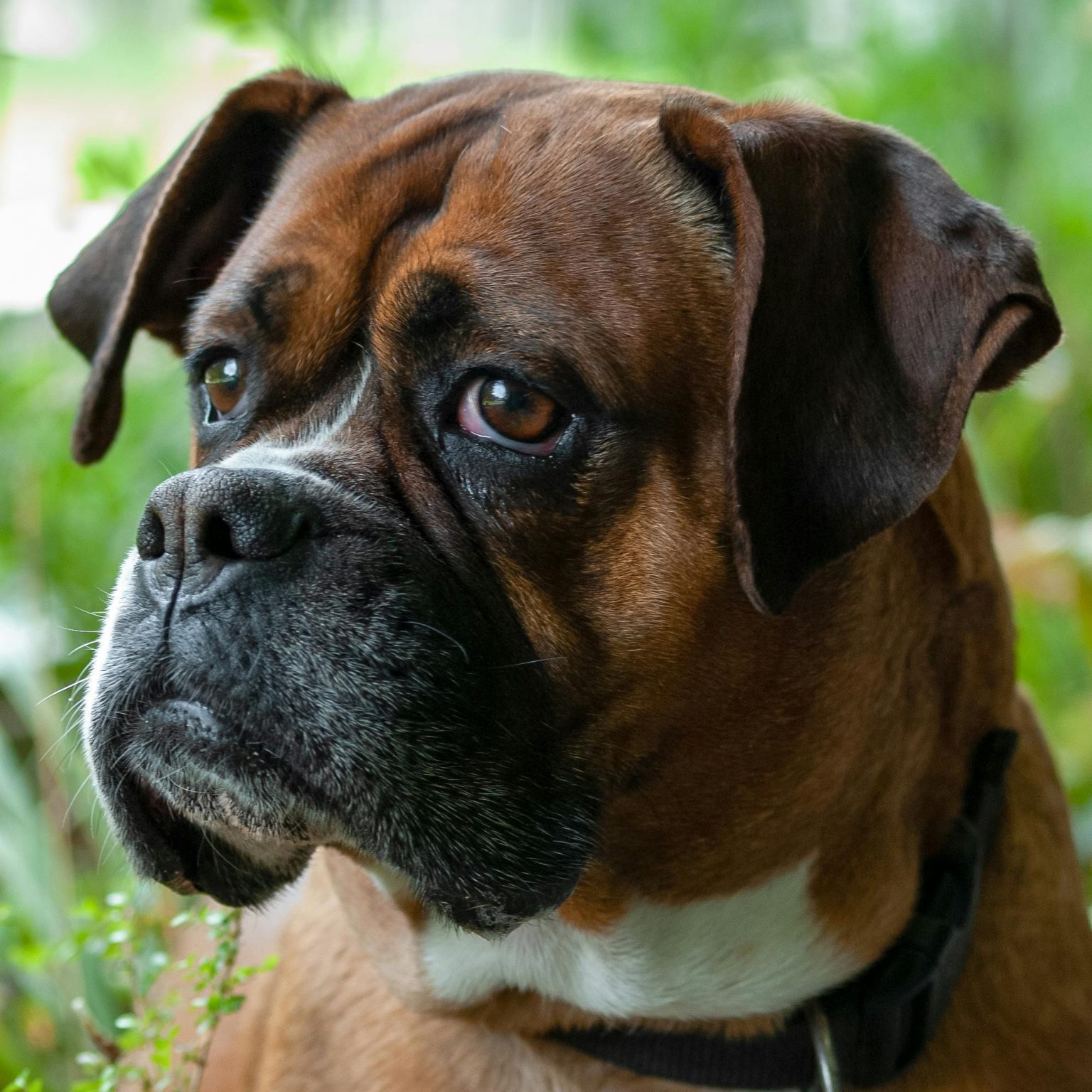 Todo lo que debes saber sobre el Boxer: Características cuidados y ...