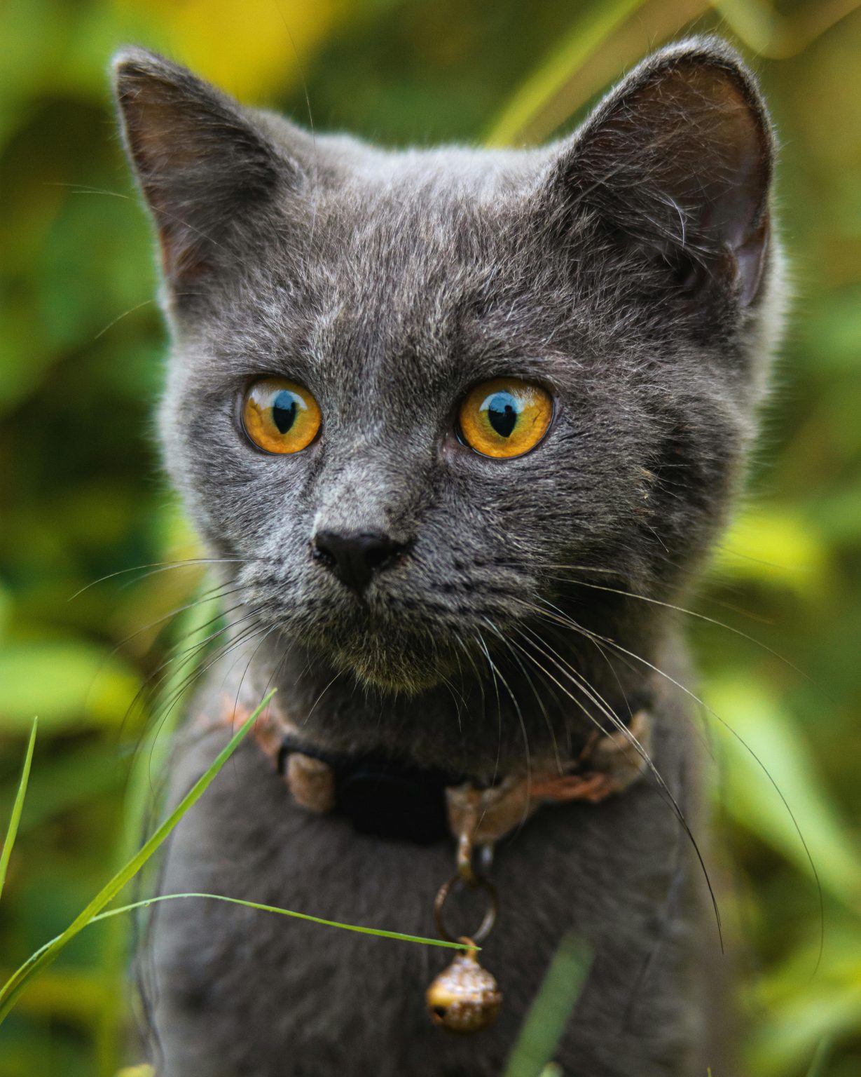 Gato Azul Ruso: Características cuidados y curiosidades de esta raza ...