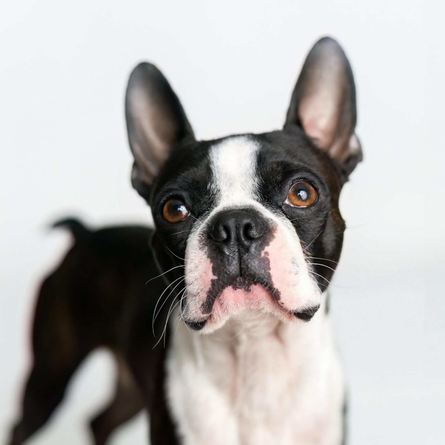 Boston Terrier: Características, cuidados y curiosidades de esta raza ...