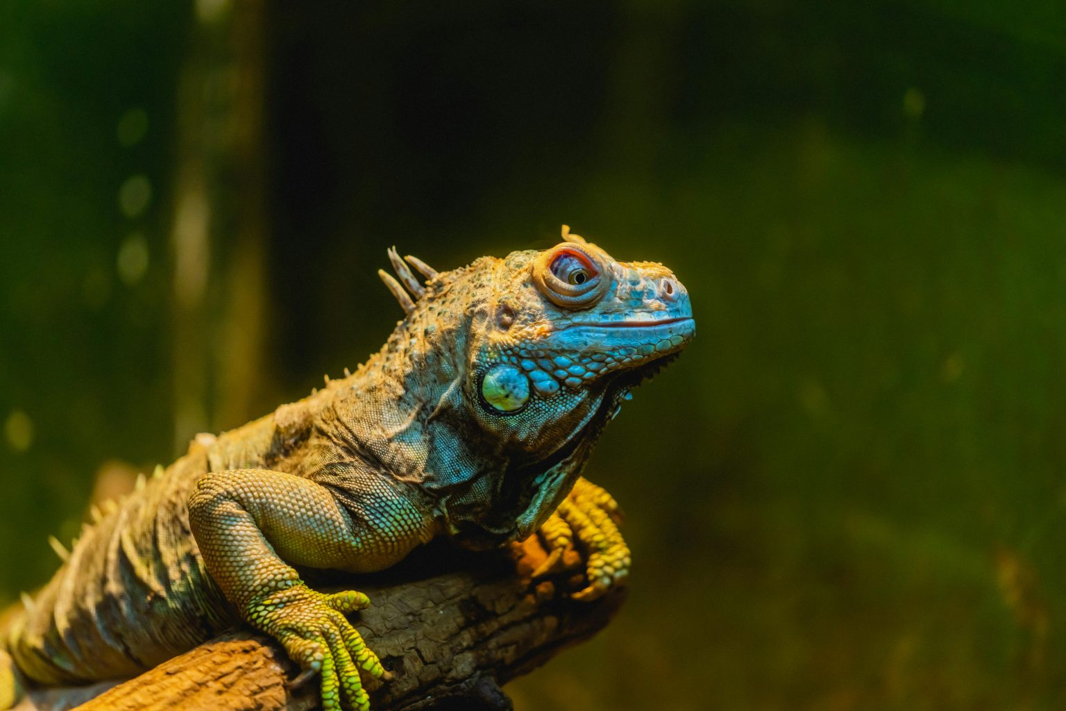 Iguana azul: el fascinante mundo de esta especie única - Animal Sensei